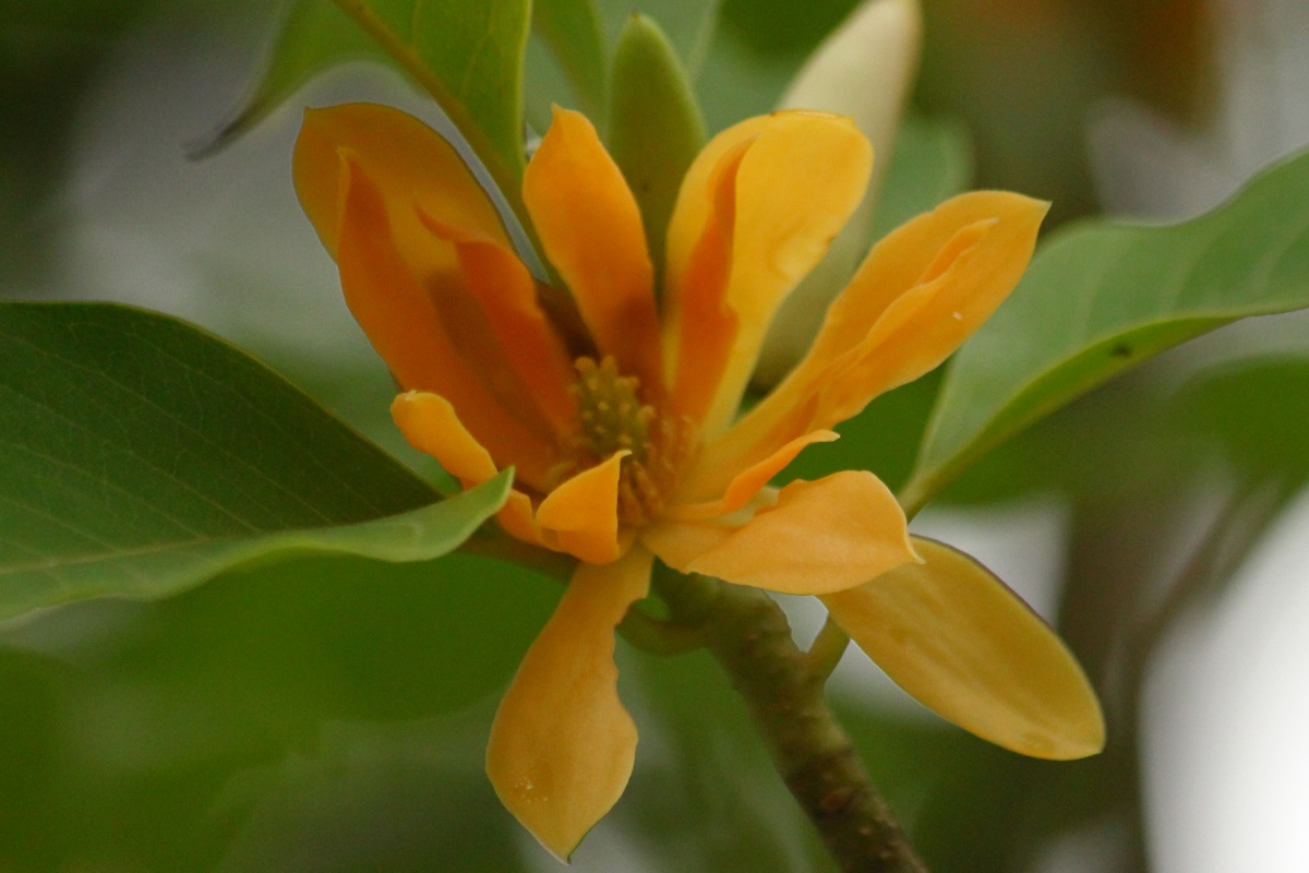 Life at Dharwad: ಕೆಂಡ ಸಂಪಿಗೆ ~ Kenda Sampige ~ Michelia Champaca ...