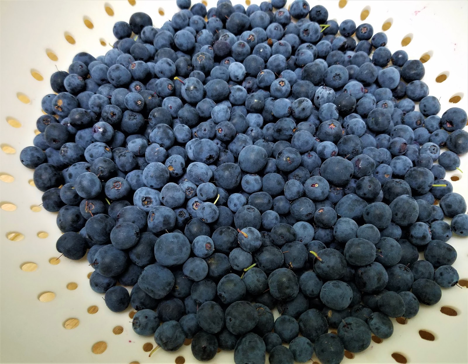 Under the Charm of Wild Alaskan Blueberries