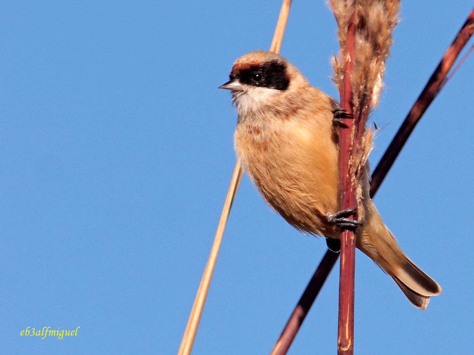 Miguel fotografia: Pájaro moscón europeo (Remiz pendulinus)