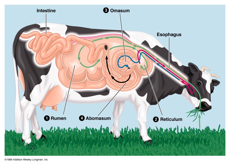 COSMOECOLOGÍA: Vacas Canuladas