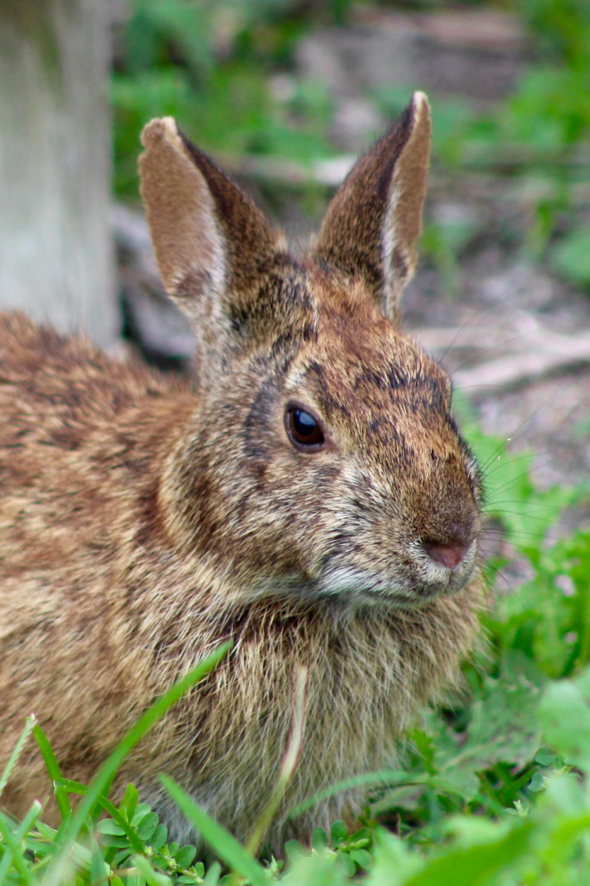 Photos Now and Then: Marsh Rabbit