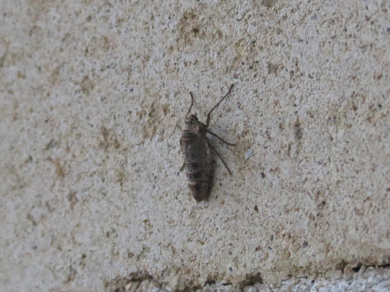 Winged Things: Fall Cankerworms