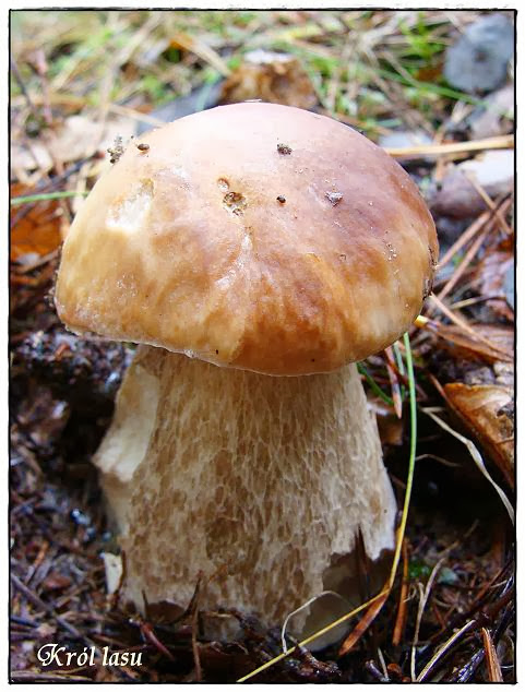 Katerina&Kuchnia: MARYNOWANE GRZYBY LEŚNE- MAŚLAKI, RYDZE, PRAWDZIWKI ...