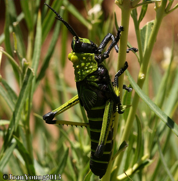 South African Photographs: Green Milkweed Locust (Phymateus leprosus)
