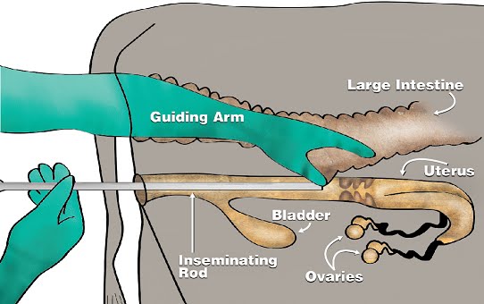 Teknik Inseminasi Buatan (IB) Pada Ternak Sapi | AMBILAH HIKMAH DARI SEMUA PERISTIWA