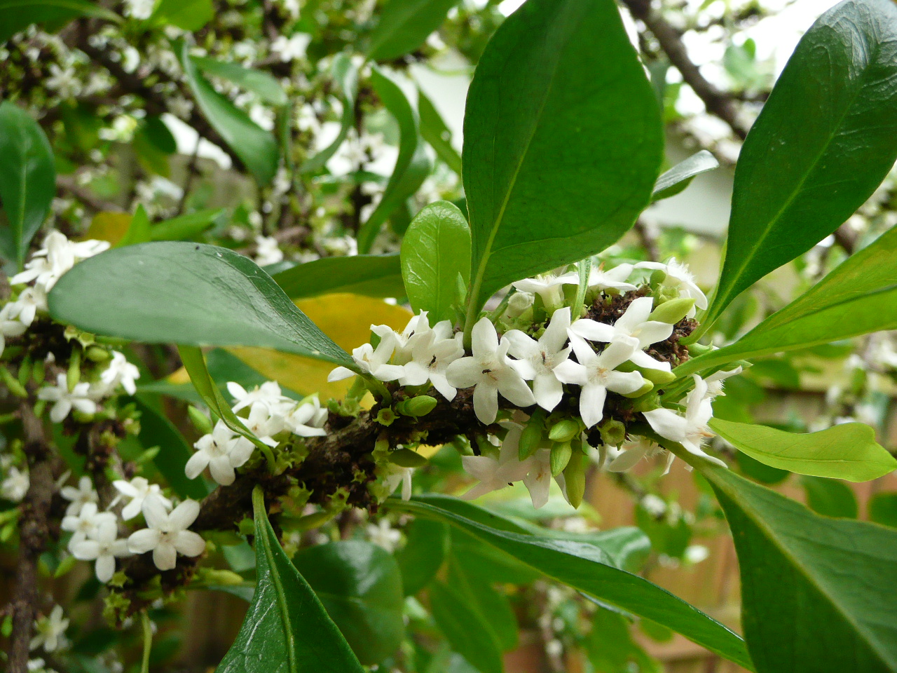 Gardening South Florida Style: White Indigo Berry Bush