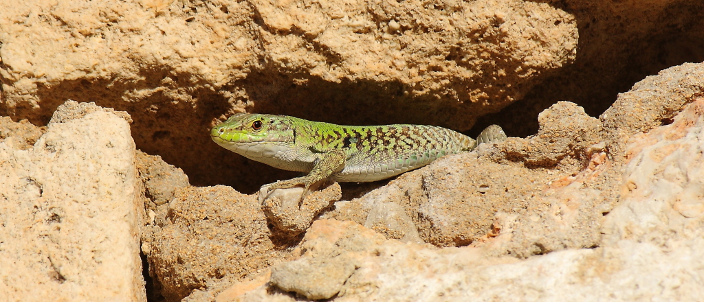 Wild Menorca: Amphibians and Reptiles