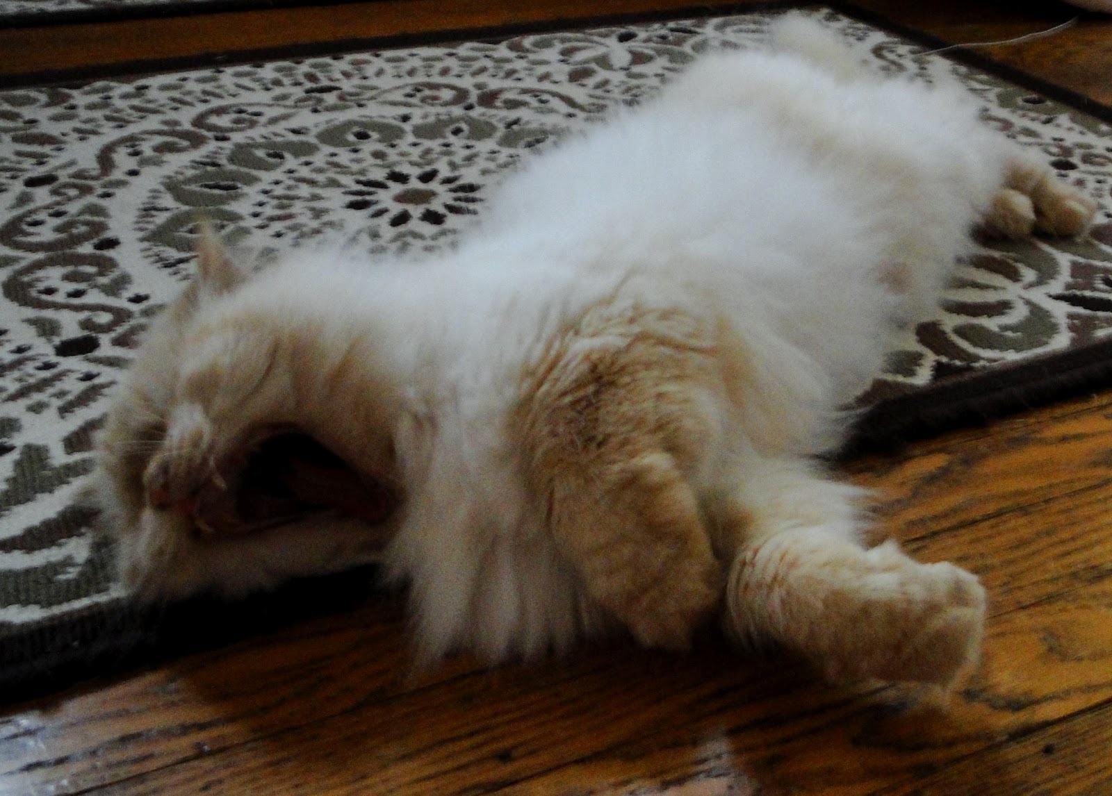 A Little Bit of British from Across The Pond: Tinkerbell and Purring