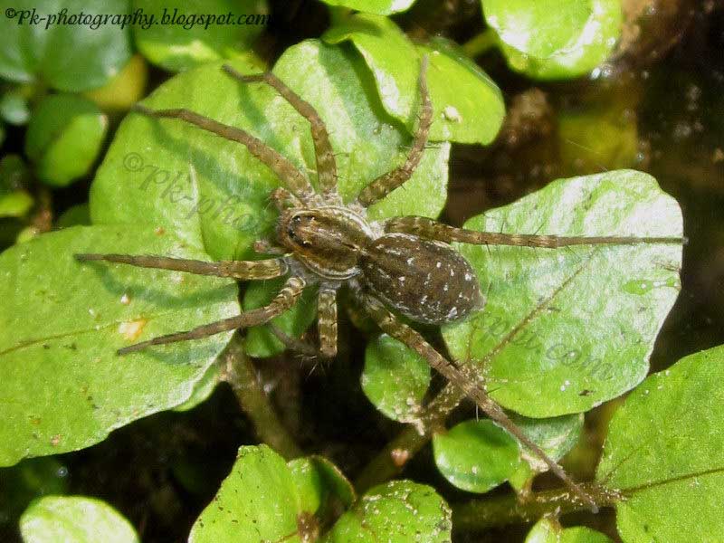 Fishing Spiders | Nature, Cultural, and Travel Photography Blog