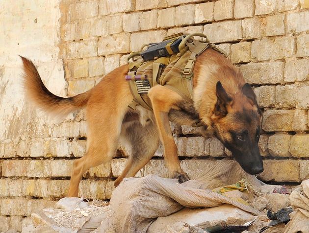 NUNCAJAMAS COCKER: LOS PERROS DE LA GUERRA