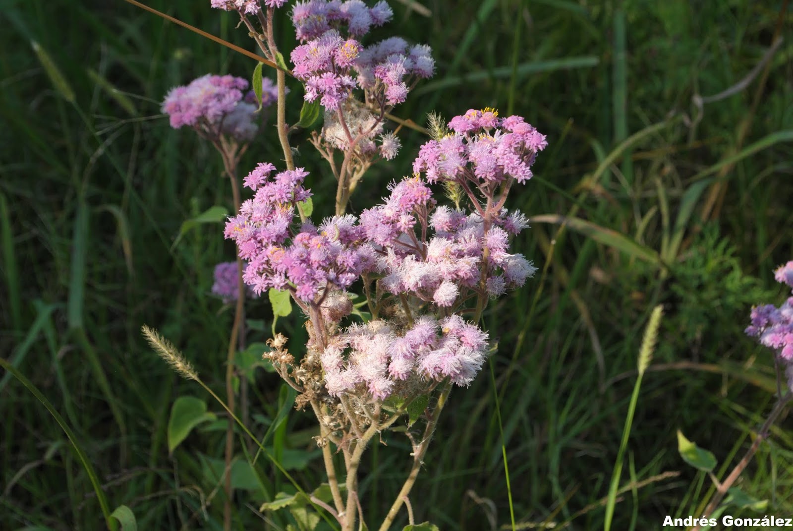 FOTOS DE FLORA NATIVA Y ADVENTICIAS DE URUGUAY : Urolepis hecatantha ...