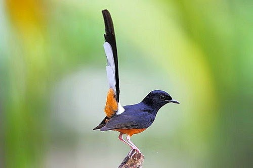 Habitat - Murai Batu | Burung Kicauan