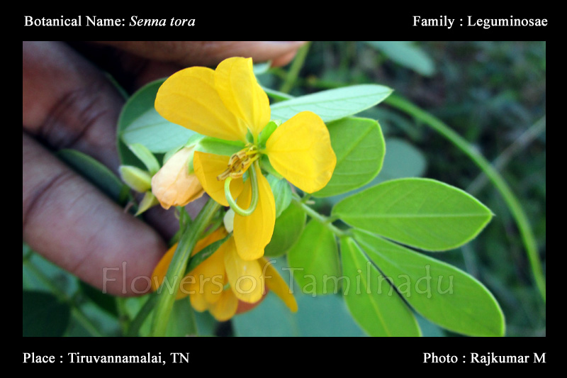 Senna tora - Sickle Senna - Flowers of Tamilnadu