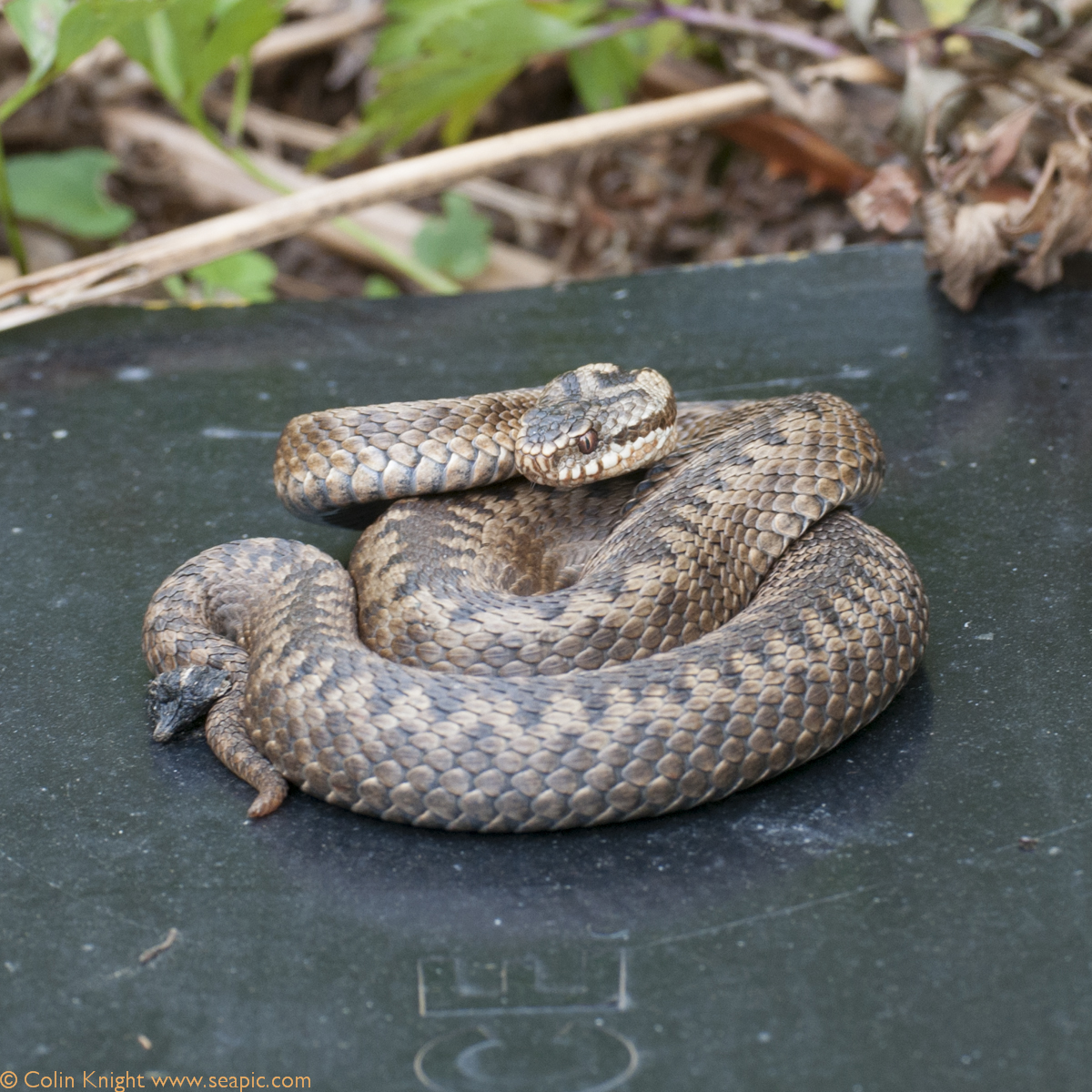 Postcards from Sussex: Marbled White Spot and adders