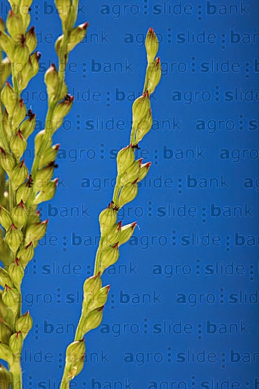 Flora de Puerto Rico Ilustrada Papo Vives: POACEAE UROCHLOA ADSPERSA ...