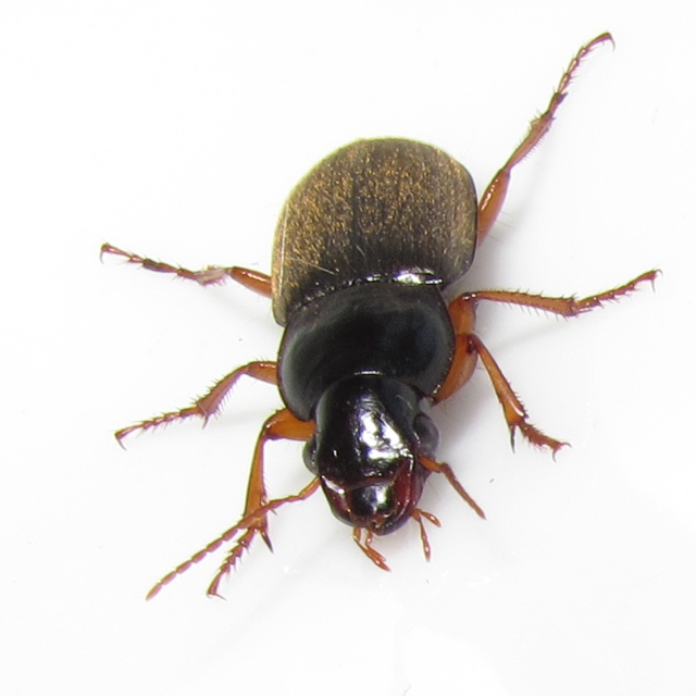 BugBlog: Two common ground beetles
