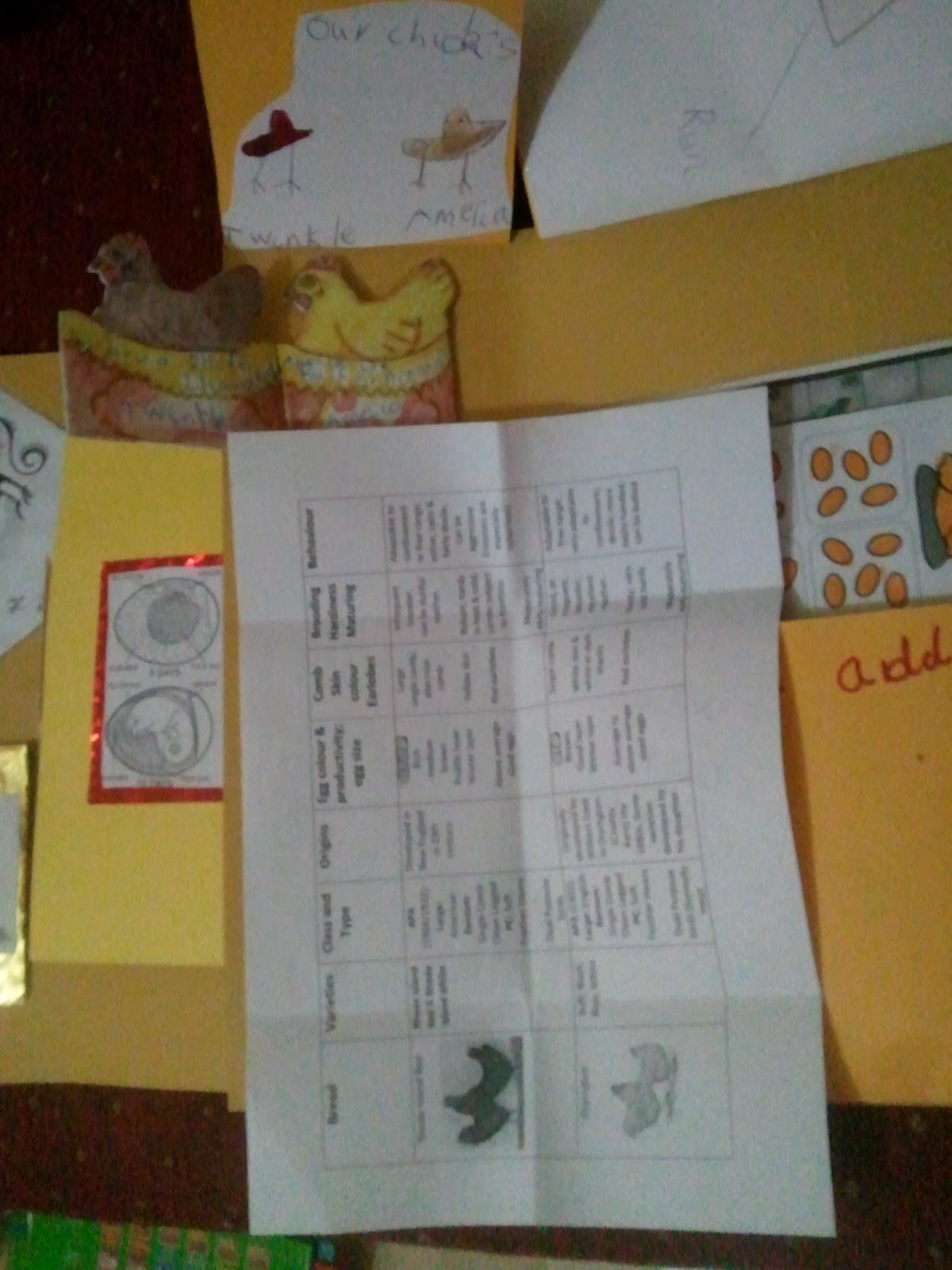 Journey to Self Sufficiency: Chicken lapbook