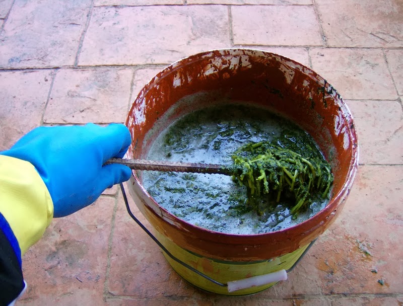 El huerto del Lopez: PREPARANDO EL PURIN DE ORTIGAS PARA LA TEMPORADA