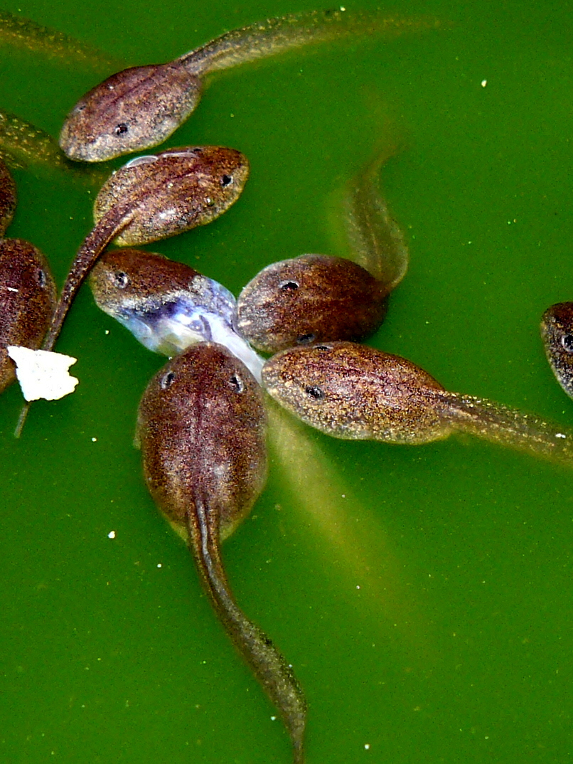 Peter Lovett's ramblings : Tadpoles blowing bubbles... and cannibalism
