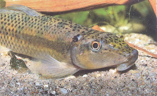 Glonojady!: Glonojad syjamski