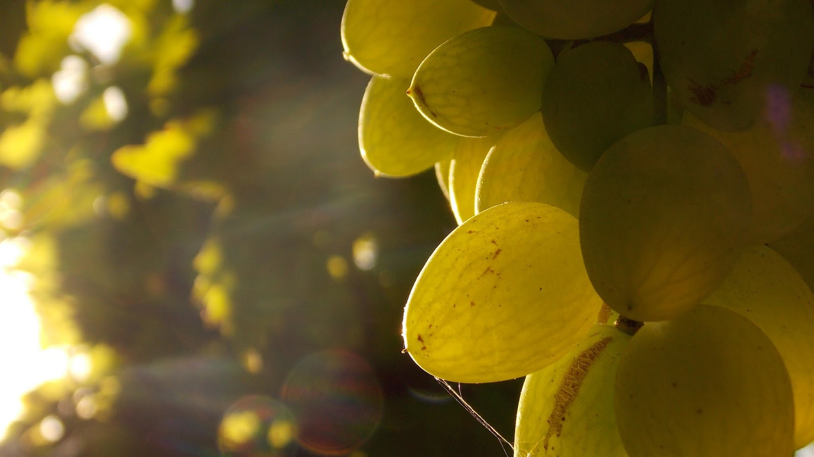 Parra de uva wallpapers HD