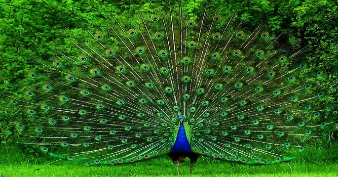 rAshtrIya pakshI mOr _ राष्‍ट्रीय पक्षी मोर ~ Education