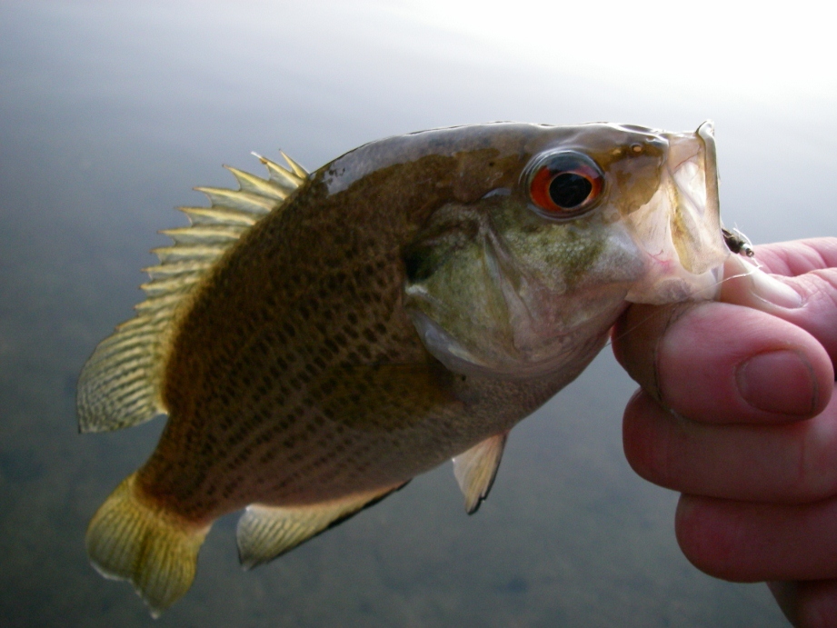 Choosing Hope: The Rock (Bass) of Hope
