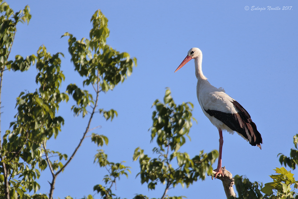 NATURALFOTO.: Cigüeña blanca (Ciconia ciconia)