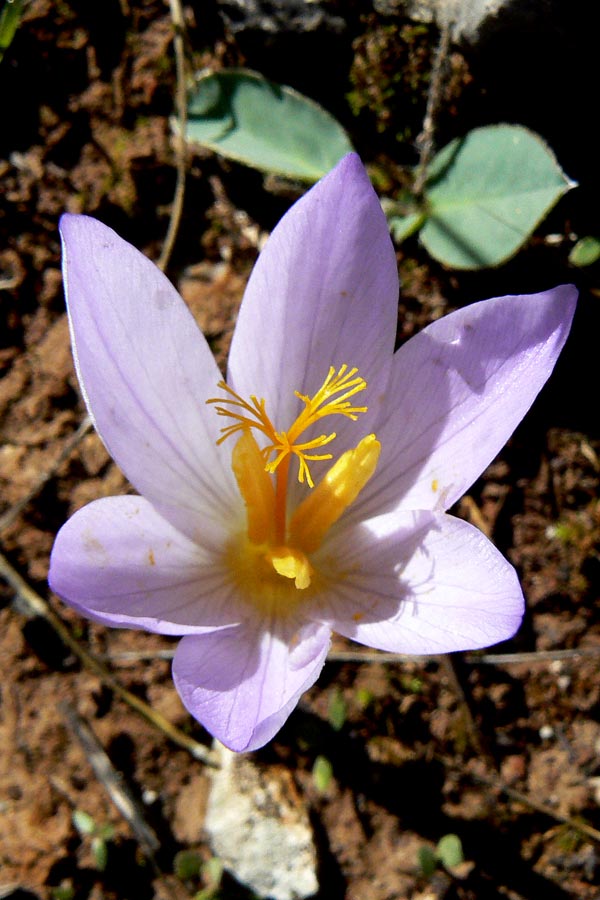 Wildflowers of Andalucia: September 2013