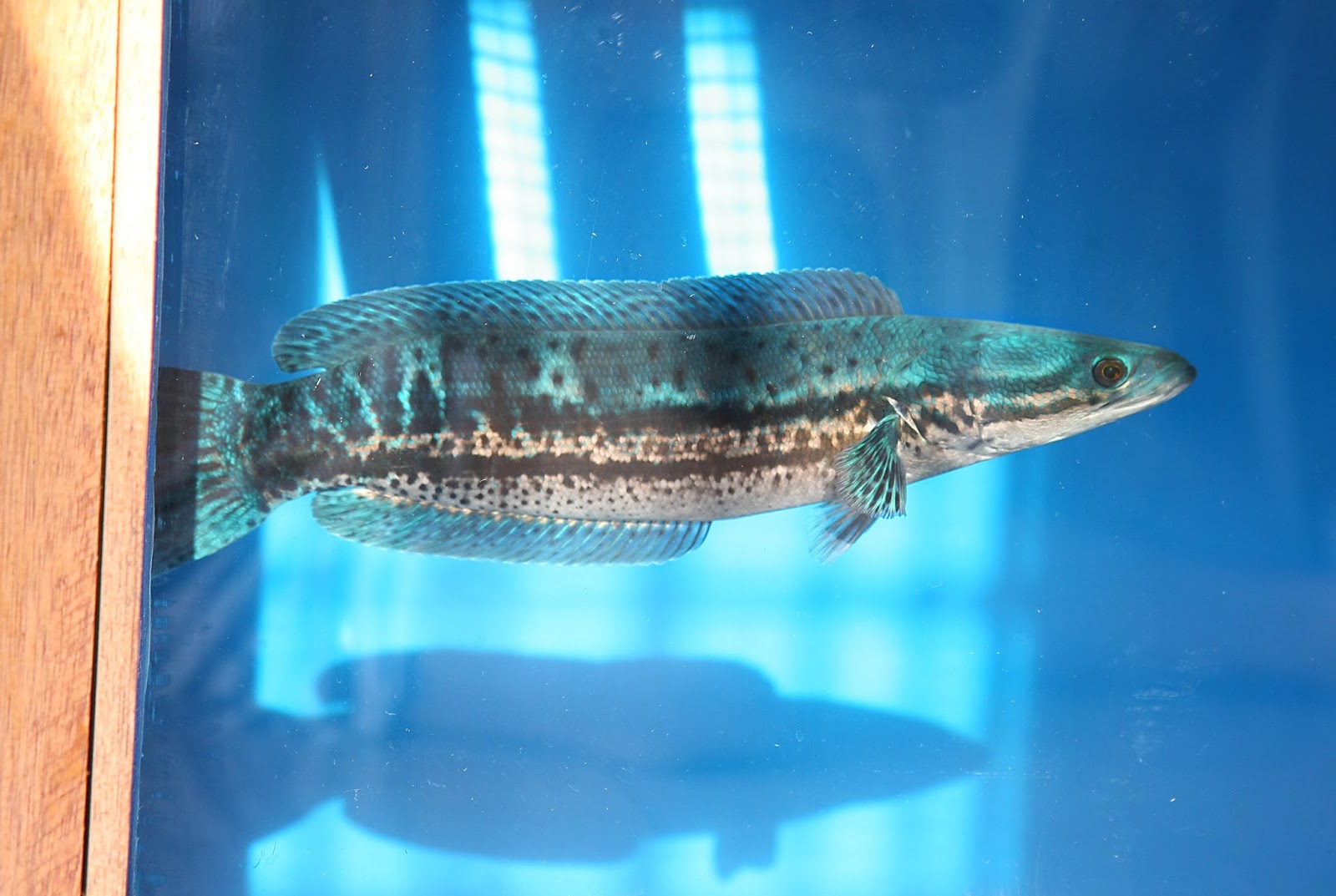 Channa Diplogramma Vs Channa Micropeltes