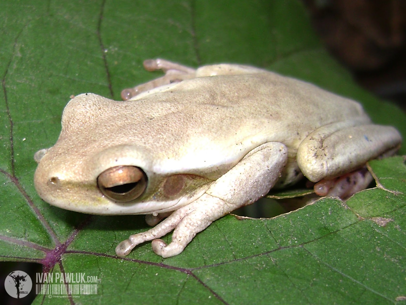 BioPhotos Ivan Pawluk - Biodiversidad