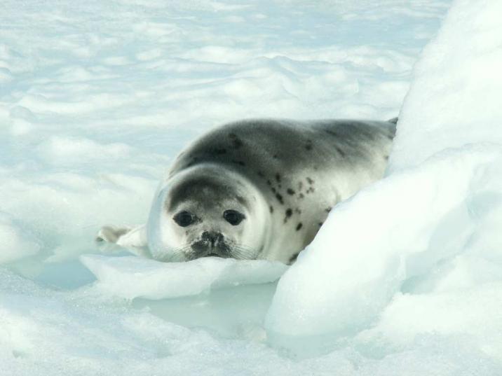 FOK BALIĞI RESİMLERİ-Manzaralar
