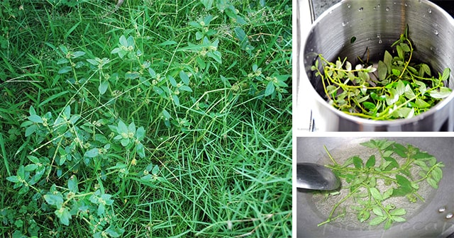 7 Health Benefits of Tawa-Tawa Herbal Plant That Everyone Should Know ...