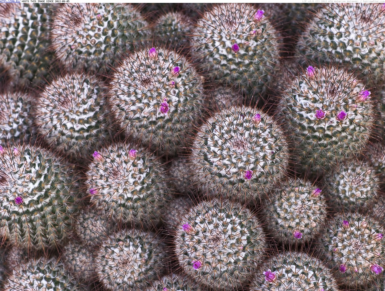 >: Know Yr (American) Cacti