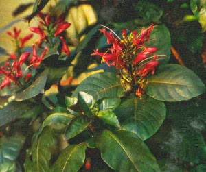 Jenis Tanaman Obat Dan Khasiatnya: Tanaman Obat-Handeuleum