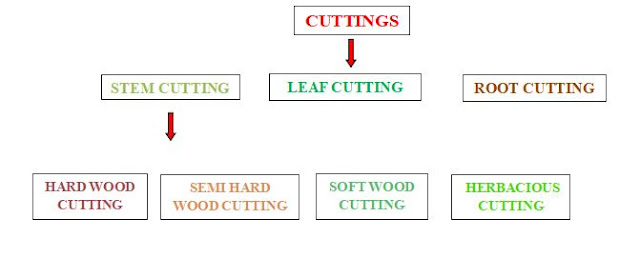 Plant Propagation by Cutting