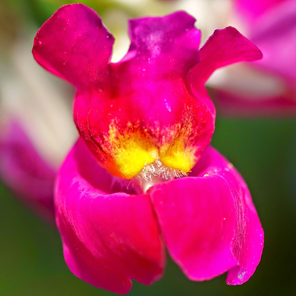 SNAPDRAGON FLOWER photos - wallpapers | the fun bank