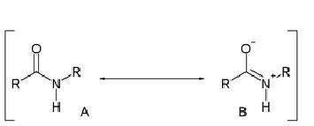 Kimia Organik II: Riska Hernandi - Kimia Organik ll (AMIDA)