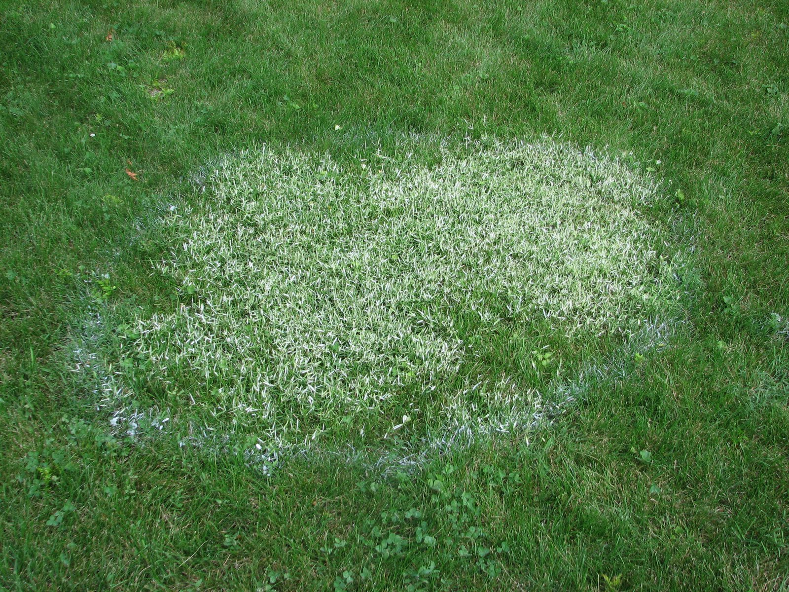 iaTURF: NIMBLEWILL CONTROL IN KENTUCKY BLUEGRASS TURF