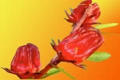 Rosella: Si Merah yang Asam dengan Segudang Manfaat serta Khasiat