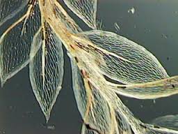 Flora de Puerto Rico Ilustrada Papo Vives: MUSGOS BRYACEAE EPIPTERYGIUM ...