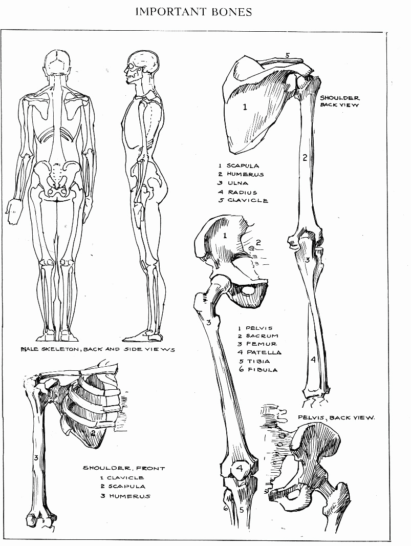 Drawings: BODY PARTS