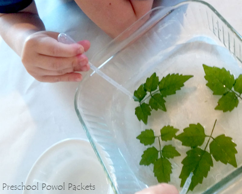 Preschool Leaf Science Experiment Preschool Powol Packets