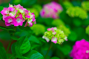 RAI LULIK Photography