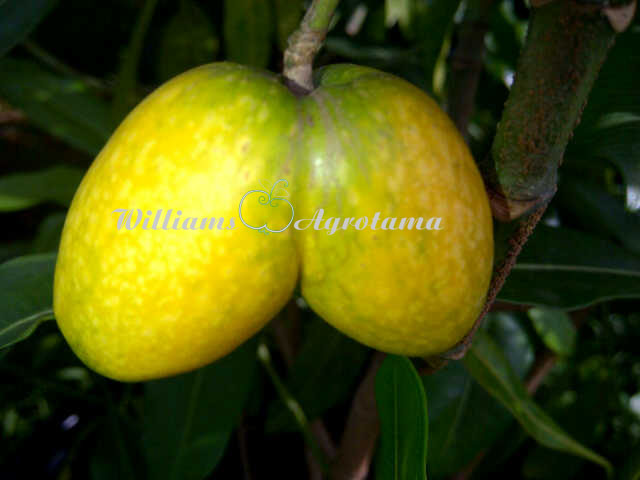 Williams Nursery: BUAH CINTA