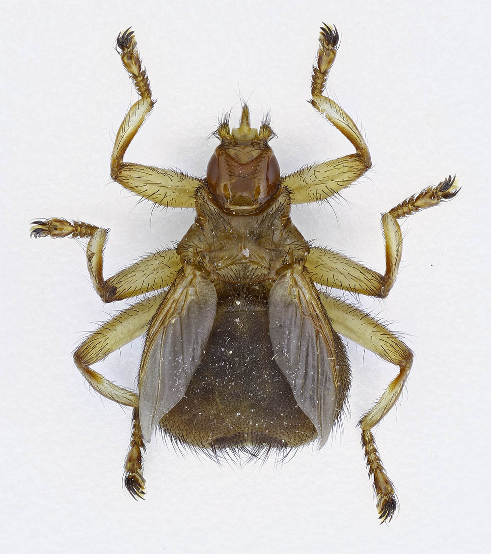 South East England : r/whatsthisbug