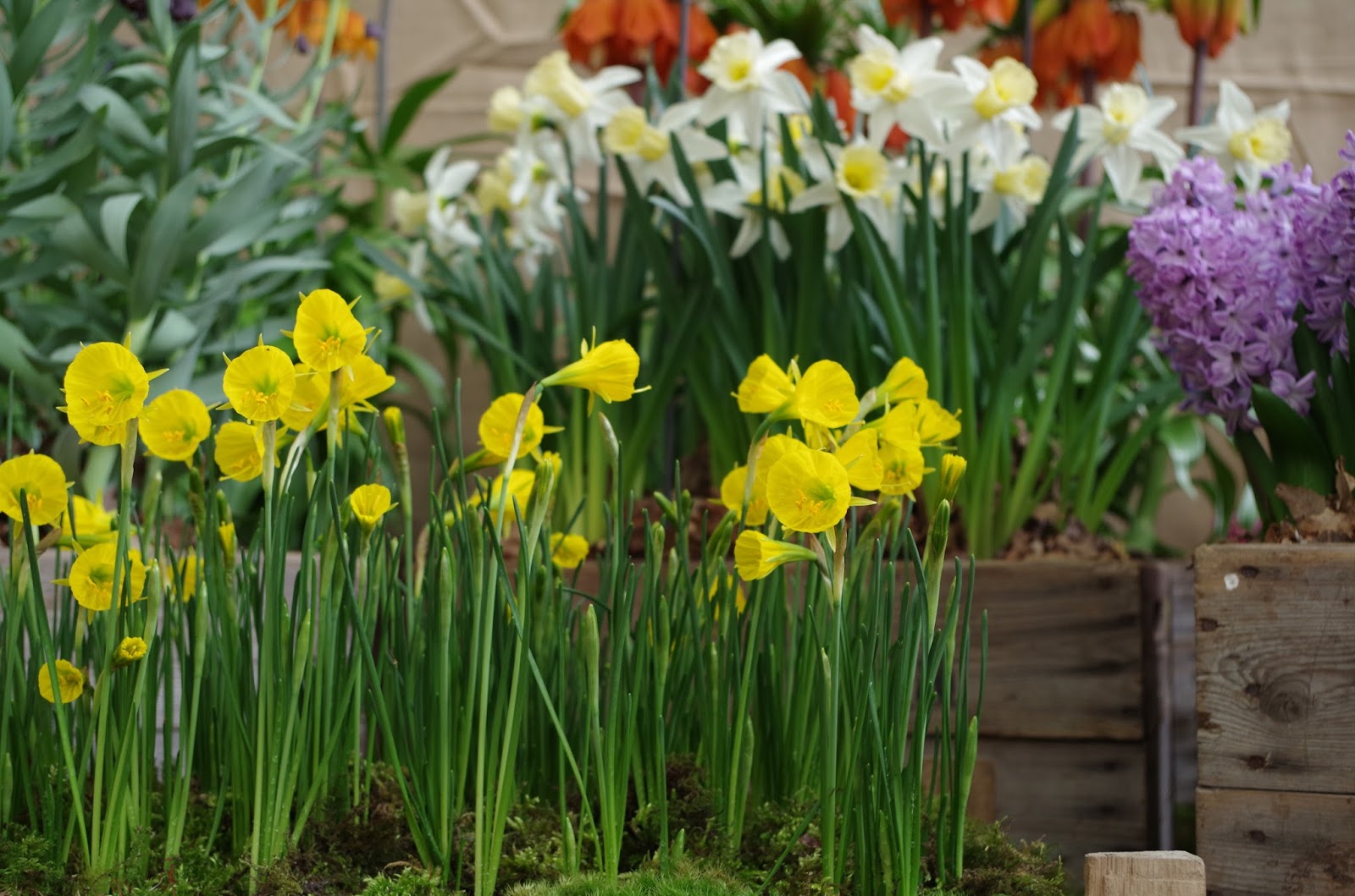 City Gardener czyli miejski Ogrodnik w akcji.: RHS Orchid Show oraz RHS ...