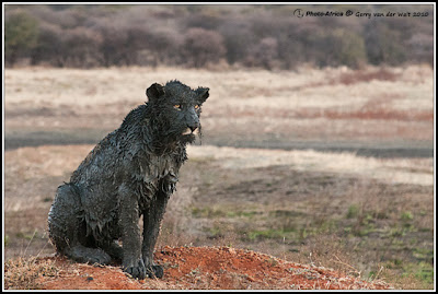 HD Animals: black lions