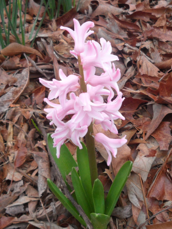 R and R travels: Spring Flowers in Georgia