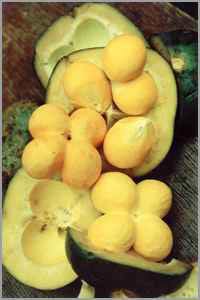 Conservas de Pequi Rio Claro: Origem do nome Pequi